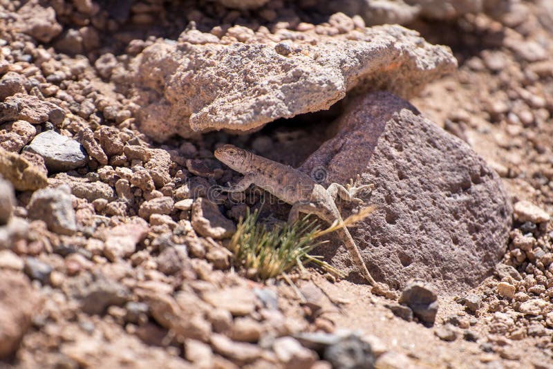Iguana, a Desert Lizard, Under a Rock in Atacama Desert, Chile Stock ...