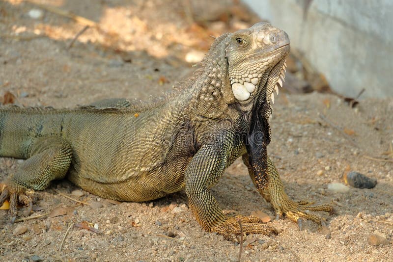 Iguana Dragon on the Ground Stock Photo - Image of detail, fauna: 53236458