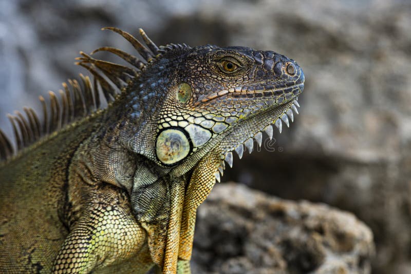 Iguana Dragon. Iguana Lizard on a Stone. Green Lizards Iguana. Big ...