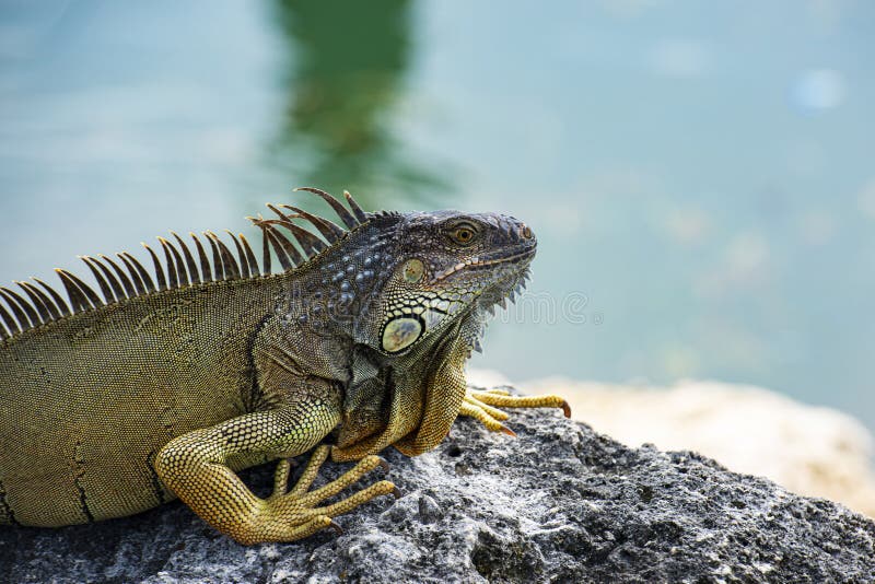 Iguana Dragon. Iguana Lizard on a Stone. Green Lizards Iguana. Big ...
