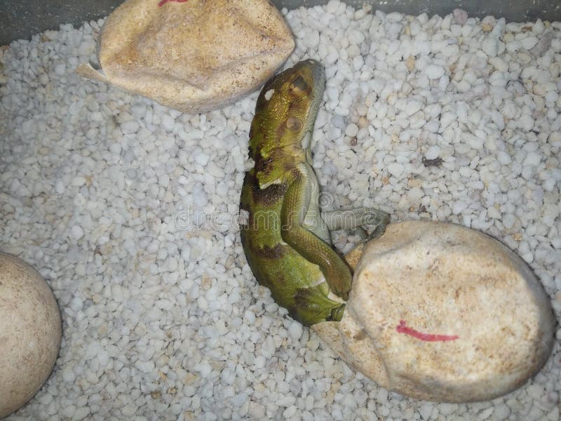 Iguana eggs hatch stock photo. Image of lizard, hatch - 298275404
