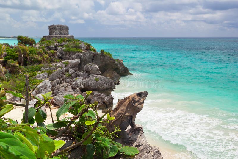 Iguana En El Acantilado De Tulum Foto de archivo - Imagen de iguana ...