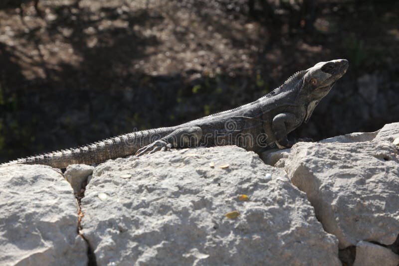 Iguana en rocas grises imagen de archivo. Imagen de camuflaje - 72785877
