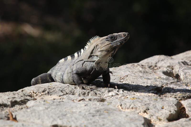 Iguana Al Sol Sobre Rocas Grises. Reptile Tropical Tumbado Al Sol Foto ...