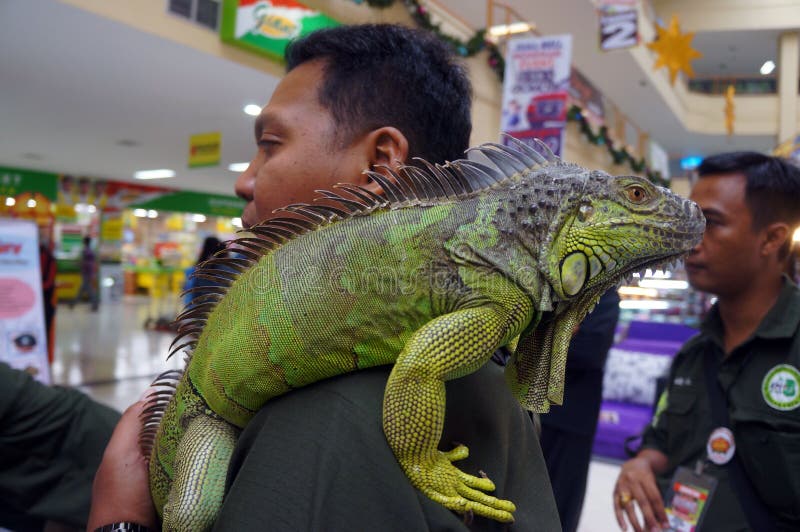 Iguana stock photo. Image of animal, indonesia, java - 31643632