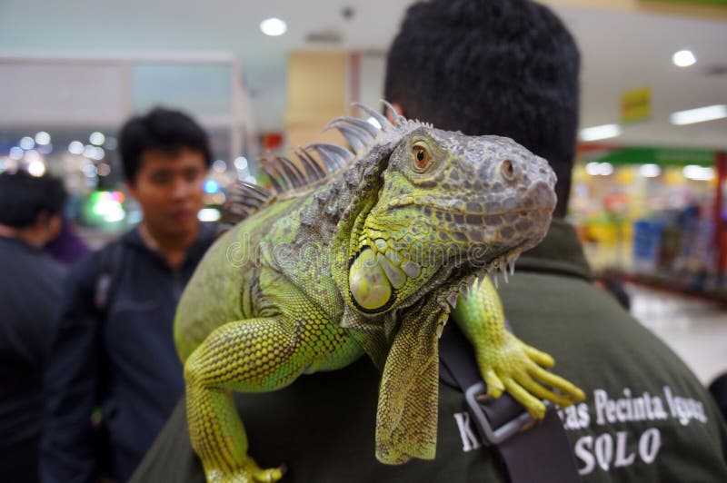 Iguana stock photo. Image of animal, indonesia, java - 31643632