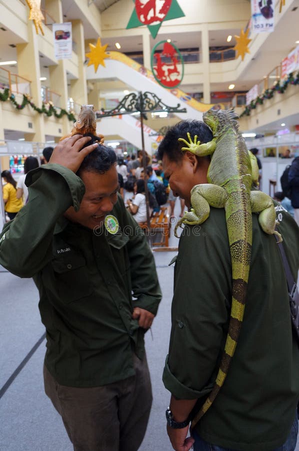 Iguana stock photo. Image of animal, indonesia, java - 31643632