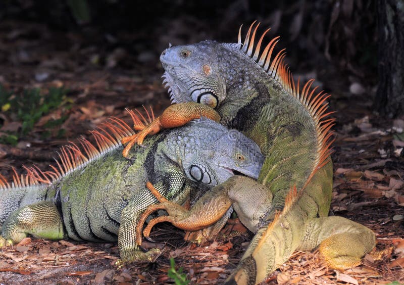 The Iguana stock photo. Image of jungle, aggressive, male - 40670922