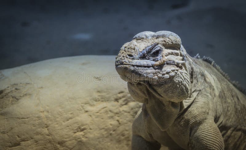 Iguana stock photo. Image of iguana, reflection, reptile - 90219380