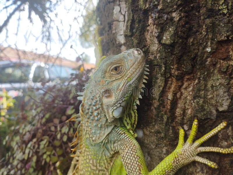 Iguana is a Genus of Herbivorous Lizards Stock Image - Image of native ...