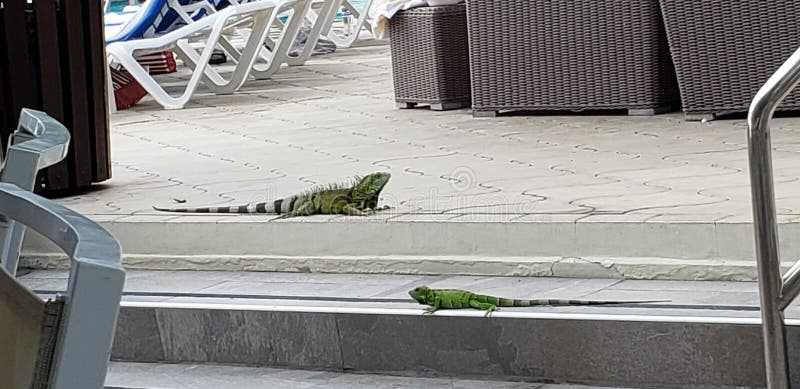 Iguana Poolside stock image. Image of green, outside - 84833851
