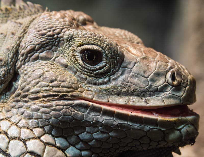 Iguana stock image. Image of wilmington, carolina, lizard - 75218333