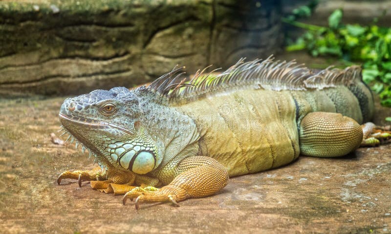 Iguana gigante in zoo fotografia stock. Immagine di rettile - 72228902