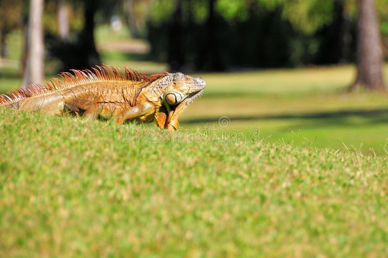 Iguana running along water stock image. Image of brown - 36339305
