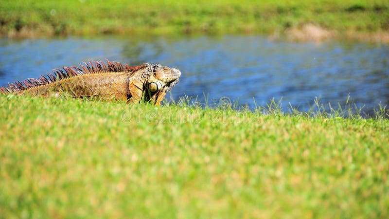 Iguana running along water stock image. Image of brown - 36339305