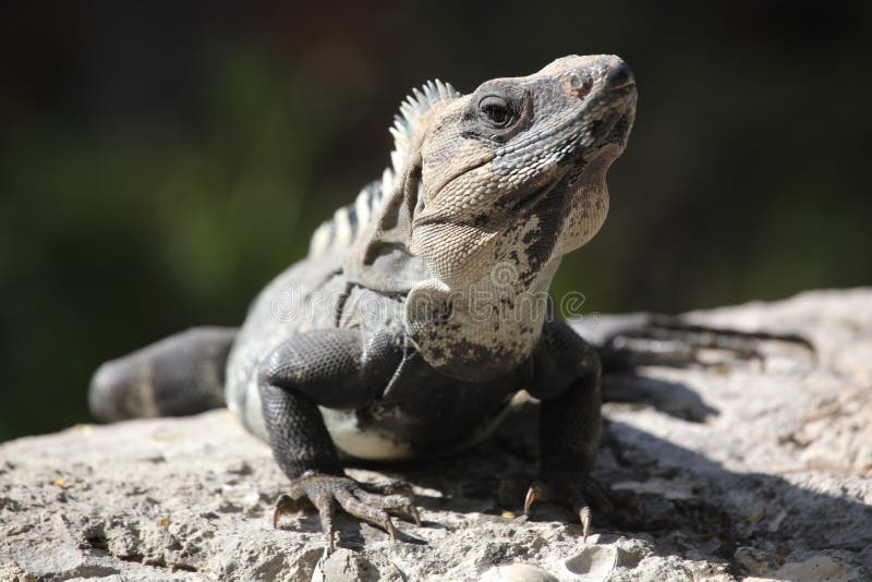 Iguana - Grey on gray stock image. Image of camoflouge - 49855085