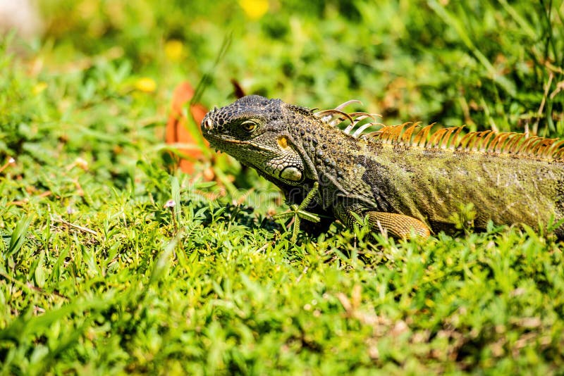 Iguana Green Iguana Lizard. Iguana Dragon. Stock Image - Image of ...