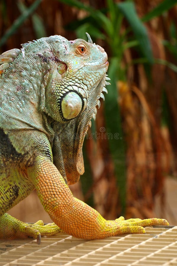 Iguana green profile stock image. Image of side, blooded - 51547949