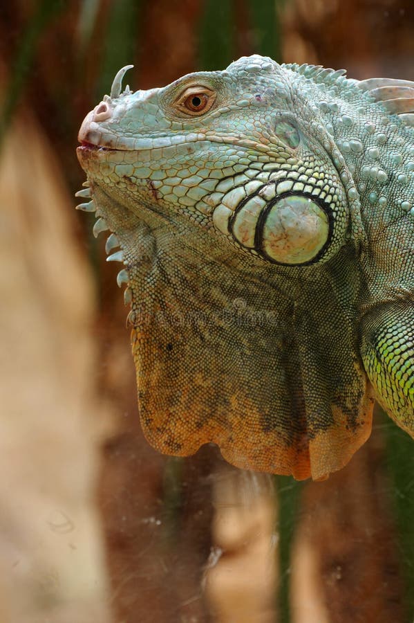 Iguana green profile stock image. Image of side, blooded - 51547949