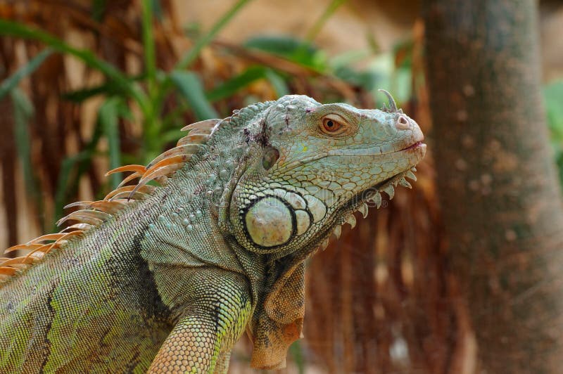 Iguana green profile stock image. Image of side, blooded - 51547949