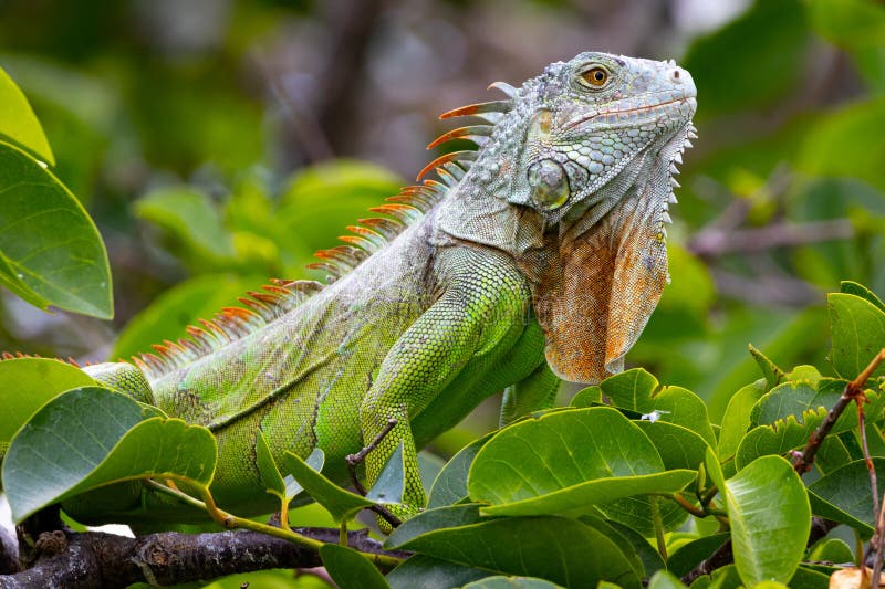 Iguana stock image. Image of animal, rust, turtle, lizard - 274524623
