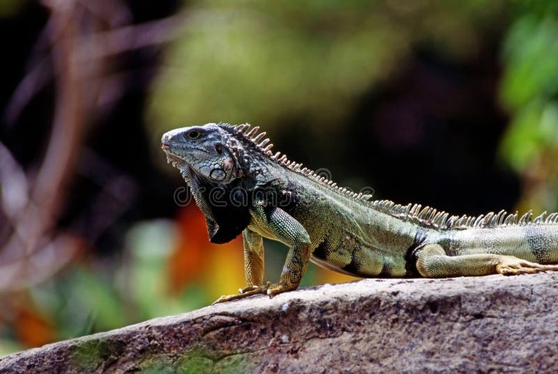 Iguana stock photo. Image of close, trees, america, flora - 43401432
