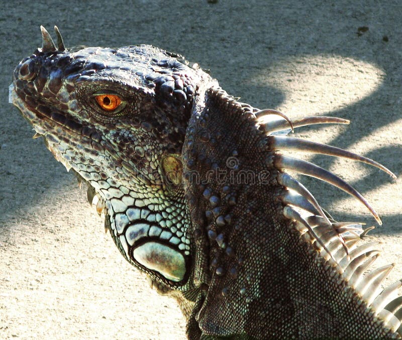 Iguana Gris Y Verde De La Florida Imagen de archivo - Imagen de fauna ...