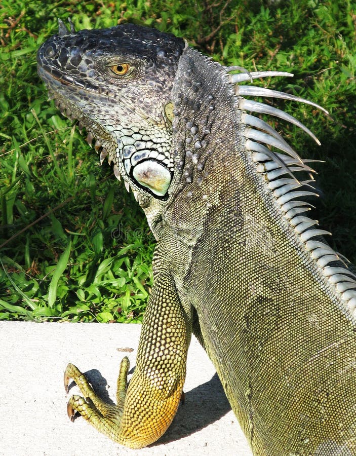 Iguana Gris Y Verde De La Florida Imagen de archivo - Imagen de lagarto ...