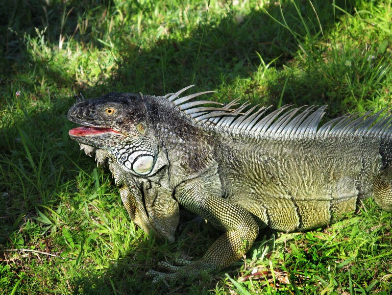 Iguana Gris Y Verde De La Florida Imagen de archivo - Imagen de lagarto ...