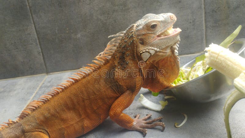 Iguana is a Healthy Vegetable-eating Animal Stock Photo - Image of ...