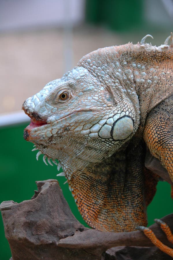 Iguana (igua del I.) imagen de archivo. Imagen de iguana - 36549163