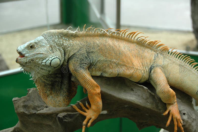 Iguana (igua del I.) imagen de archivo. Imagen de iguana - 36549163