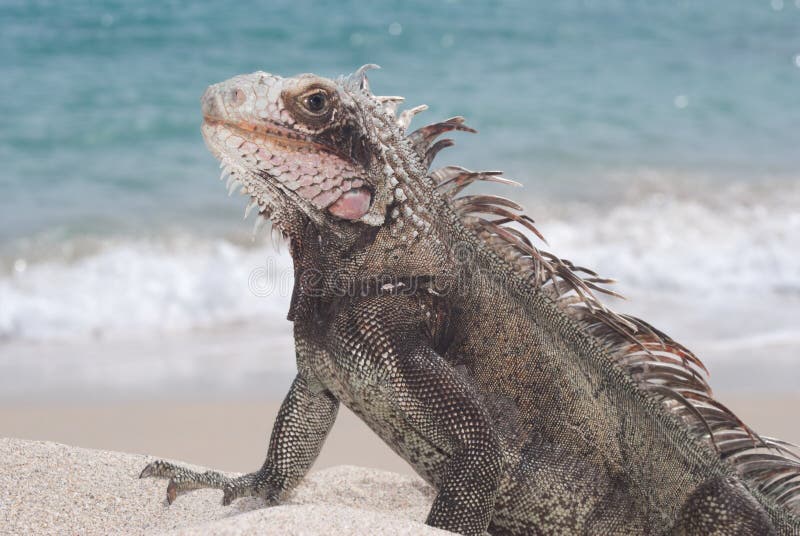Iguana (Iguana iguana) stock image. Image of lizard, wild - 11194467