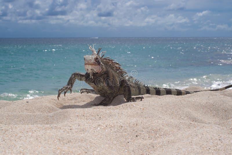 Iguana (Iguana iguana) stock image. Image of lizard, wild - 11194467