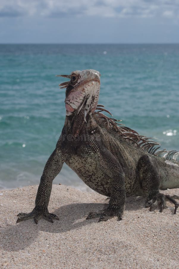 Iguana (Iguana iguana) stock image. Image of lizard, wild - 11194467