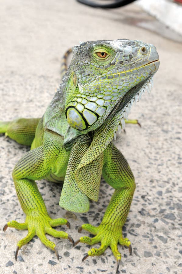 Iguana - Iguane stock photo. Image of martin, maarten - 51496302