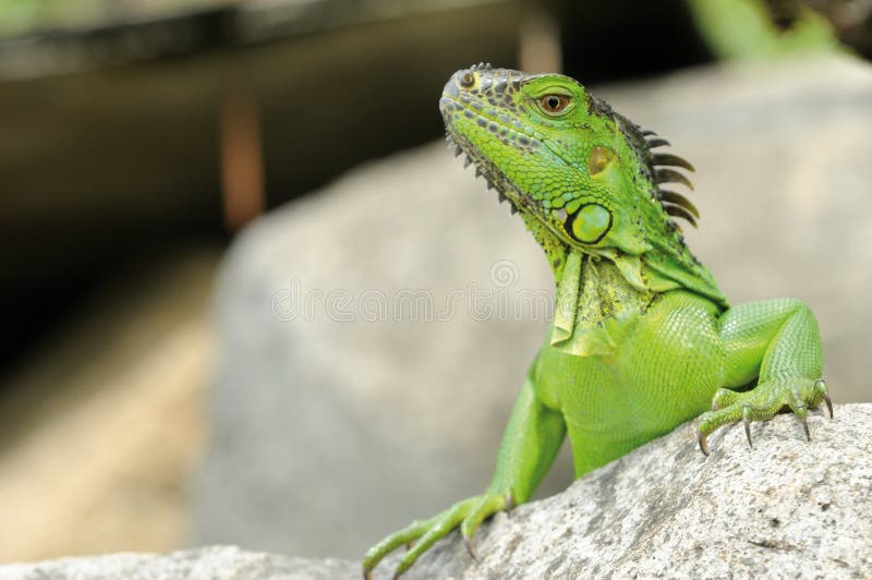 Iguana - Iguane stock image. Image of martin, tropique - 51496413