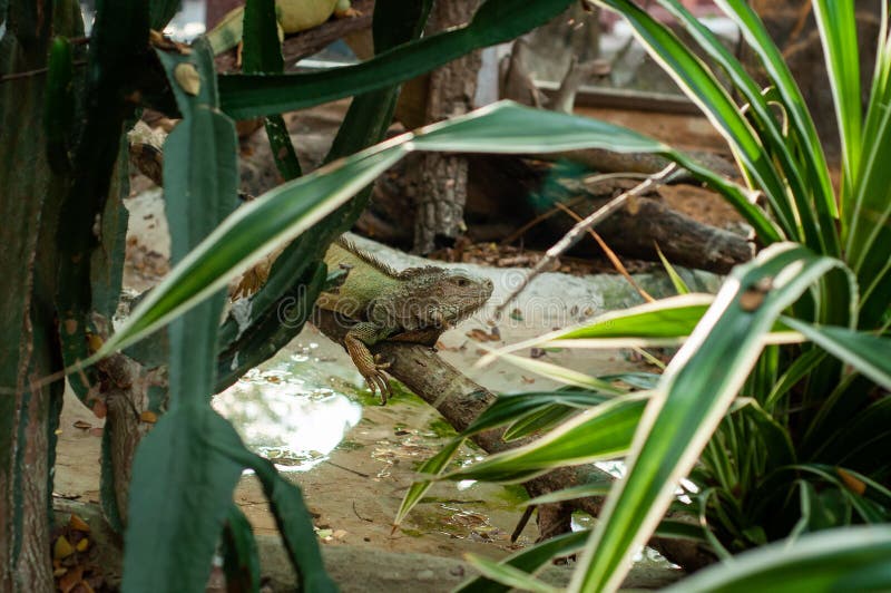 Eguana stock photo. Image of body, caribbean, gold, green - 201091872