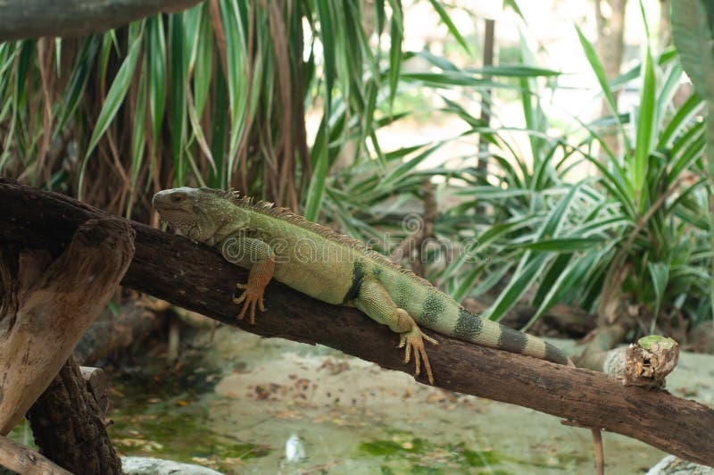 Eguana stock image. Image of gray, gold, black, national - 201091881