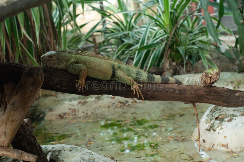 Eguana stock photo. Image of predator, reptile, environment - 201091886