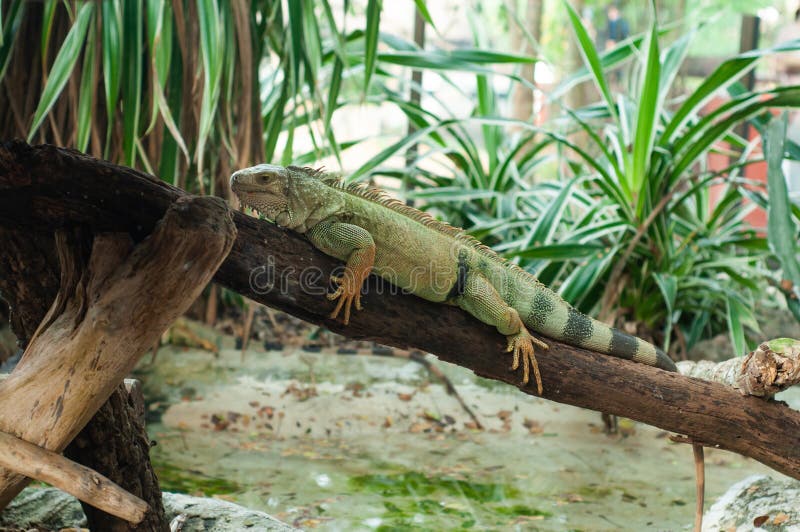 Eguana stock image. Image of outdoor, colors, animal - 201091887