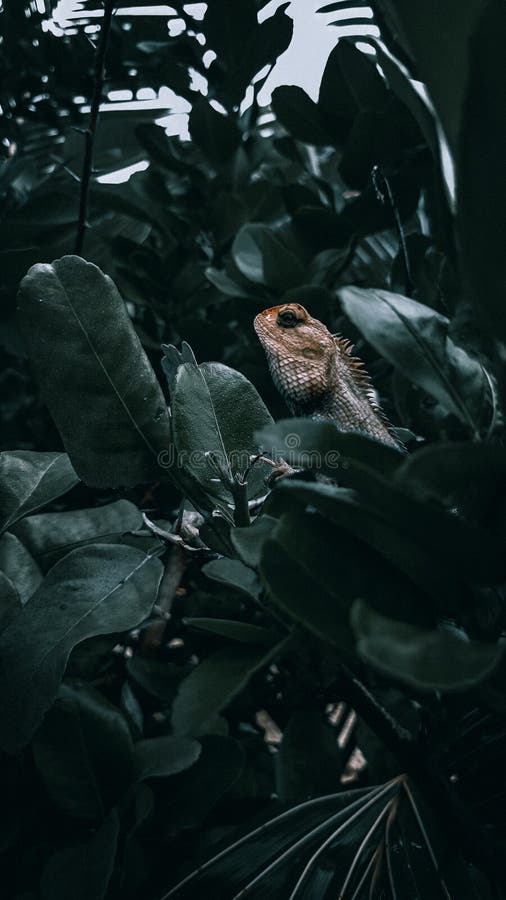 Iguana and Lime Leaves All Around it Stock Image - Image of lime ...