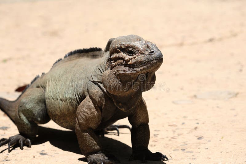 Monkey lizard stock photo. Image of chameleon, insectivore - 16168814