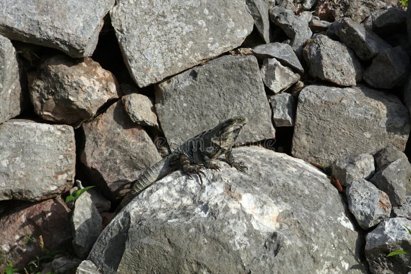 Iguana Lizard in Chichen Itza Complex, Yucatan, Mexico Stock Image ...