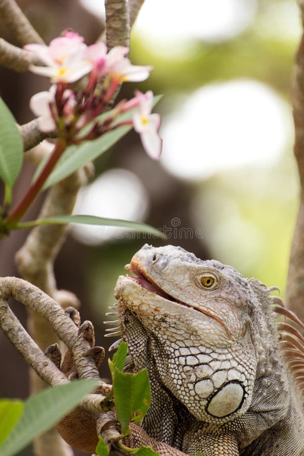Iguana Lizard Climbing a Tree in the Wild, Reptile Animal Stock Image ...