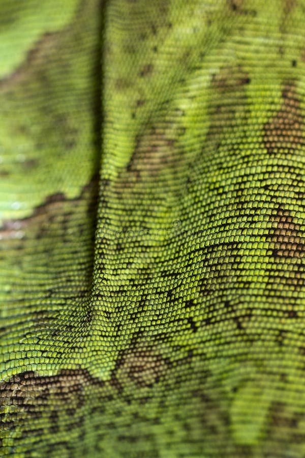 Animal lizard skin texture stock photo. Image of green - 13699950