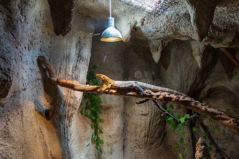 Iguana Lizard in a Terrarium Climbing a Branch Stock Image - Image of ...