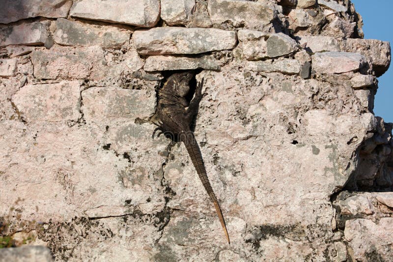 Iguana Lizard in Tulum Complex, Yucatan, Mexico Stock Image - Image of ...