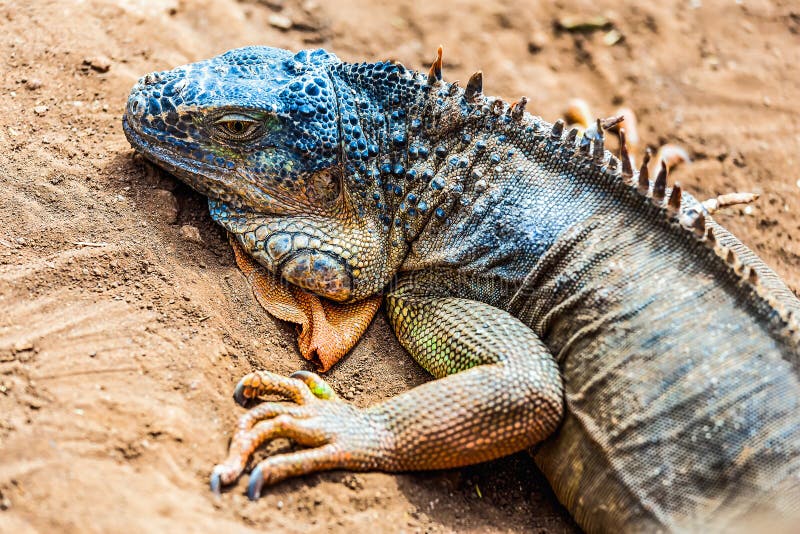Iguana or Lizard on Yellow Sand Stock Photo - Image of nature, head ...