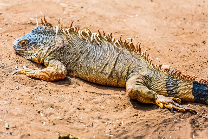 Iguana or Lizard on Yellow Sand Stock Photo - Image of reptile, sand ...